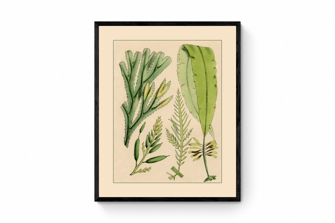Seaweed Print - Antique Reproduction - Dated 1857 - Botanical Art ...