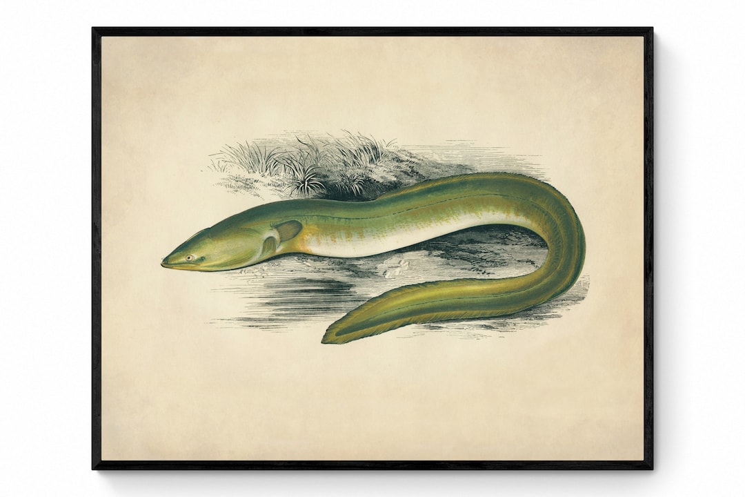 Sharp-nosed Eel Print - Antique Reproduction - Marine Wildlife - Fish ...