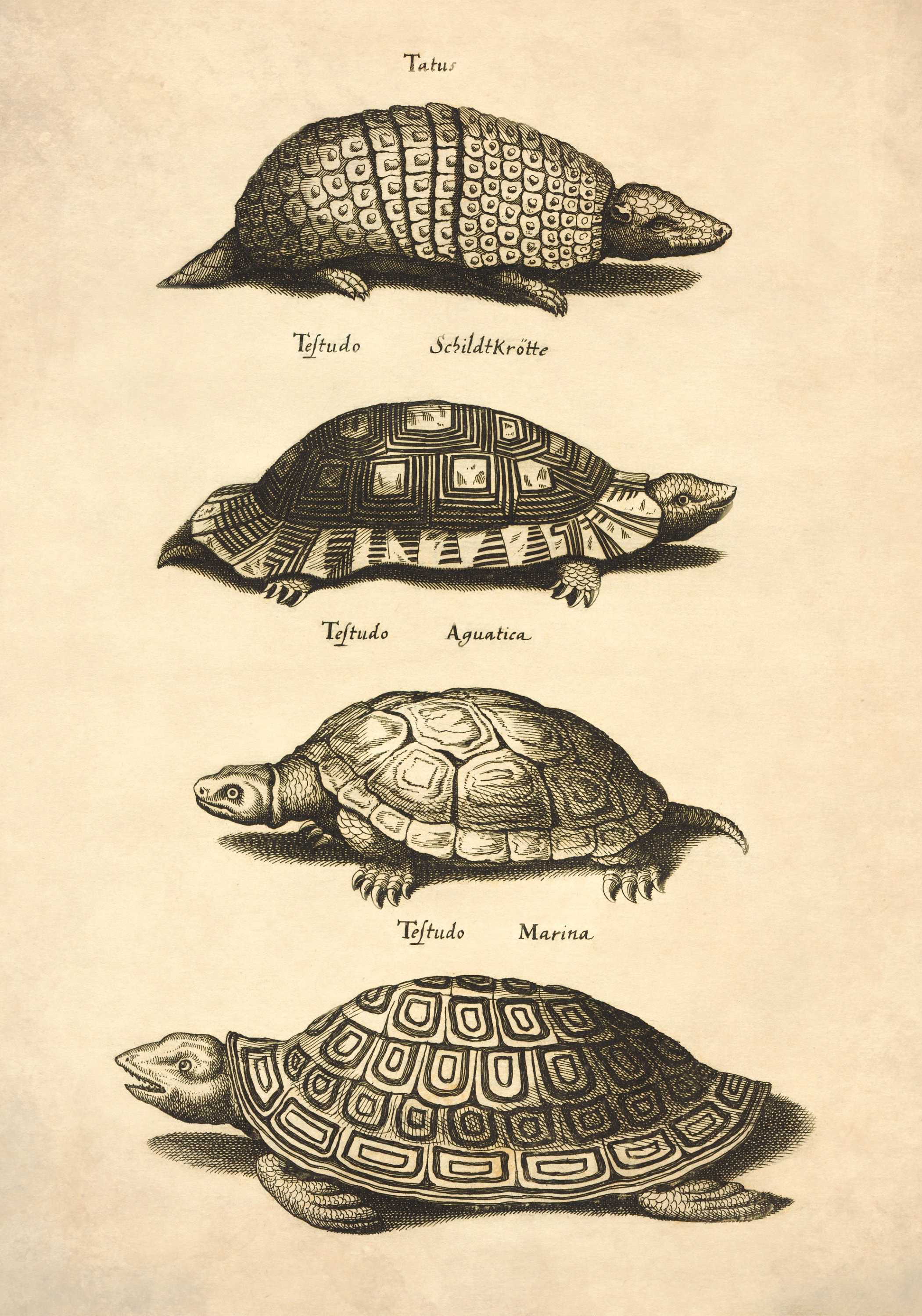 Tortoise Turtle Armadillo Print Dated 1652 Antique - Etsy