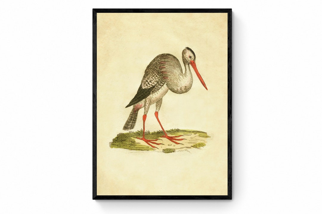 Stork Print - Antique Reproduction - Bird - Ornithology - Vintage Wall ...