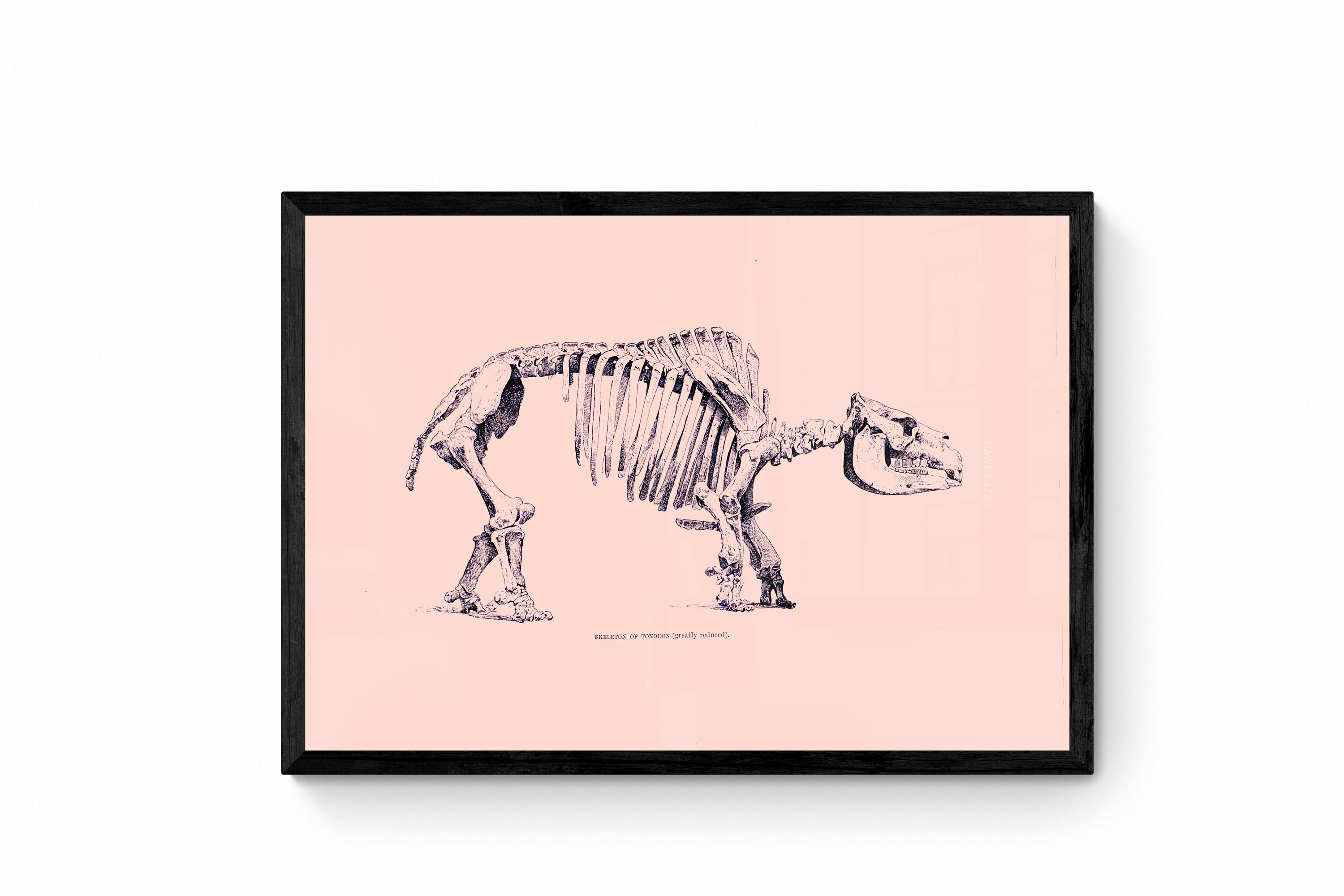 Toxodon Skeleton