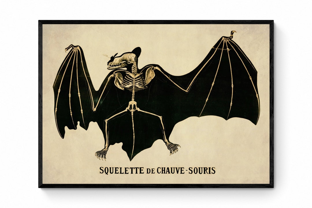 Bat Skeleton - Antique Reproduction - Osteology - Natural History ...