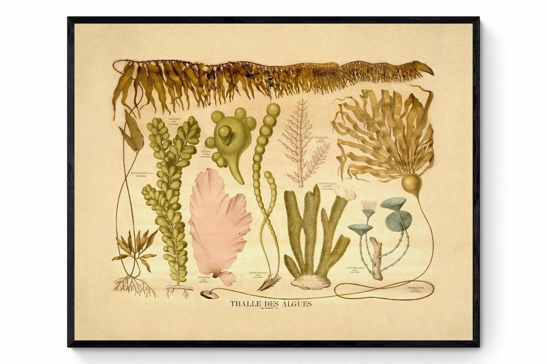 Algae Thalli - Seaweed Print - Antique Reproduction - Botanical Art ...