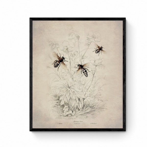 Vintage Entomology Print - Etsy