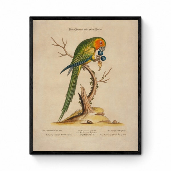 Antique Parrot Print - Etsy