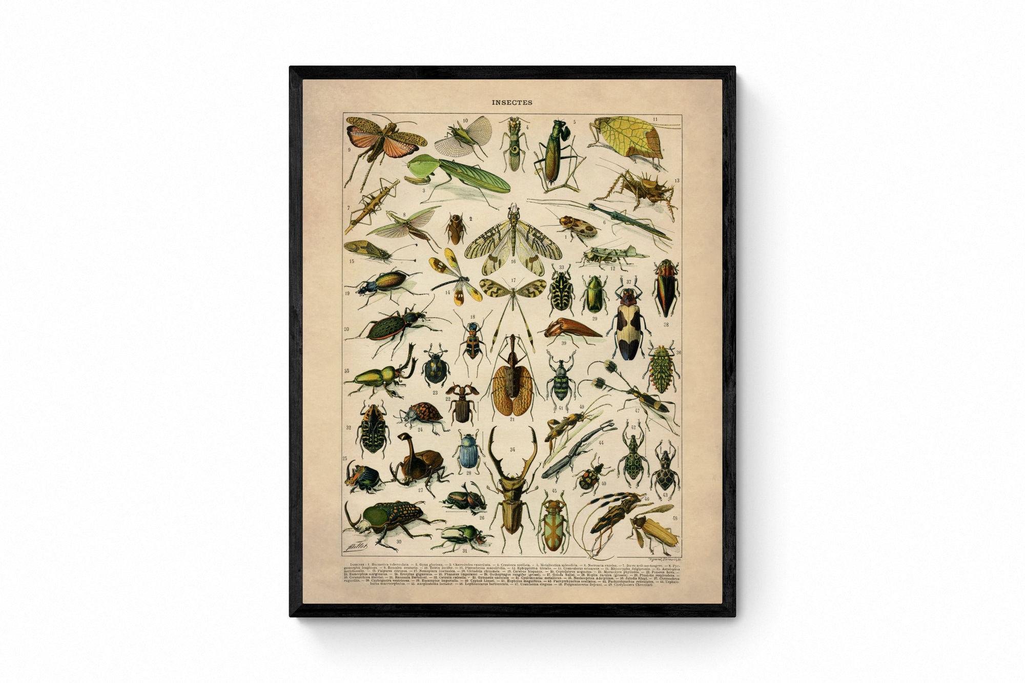 Insect Poster Antique Reproduction Larousse Entomology Lepidoptera ...