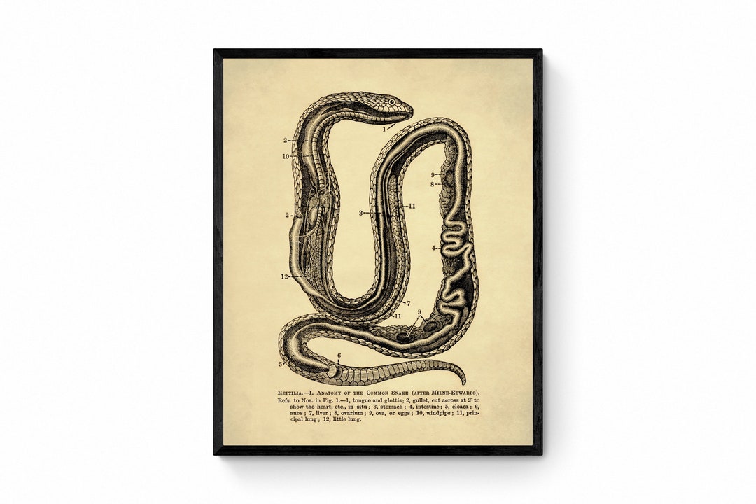 Snake Anatomy - Antique Reproduction - Herpetology - Dissection ...