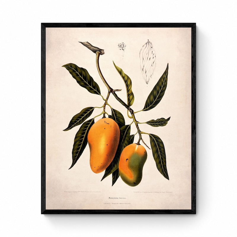 Mango Print - Etsy