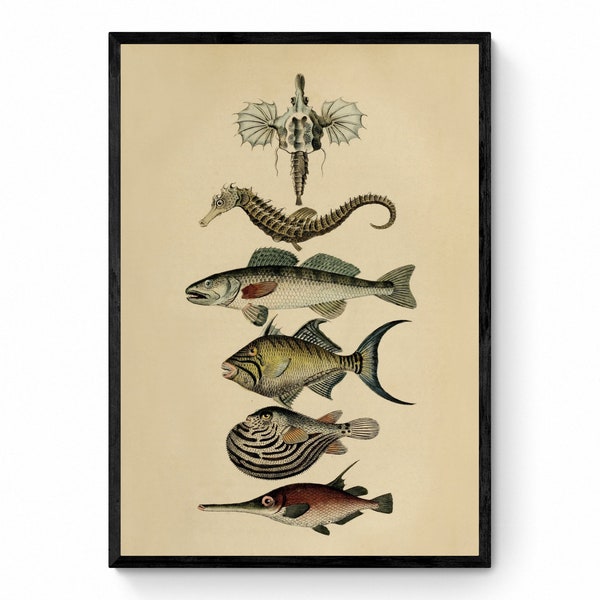 Antique Fish Print - Etsy