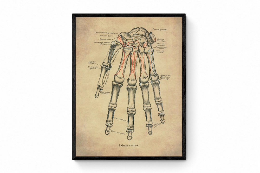 Hand Bones Print - Osteology - Antique Reproduction - Science - Anatomy ...