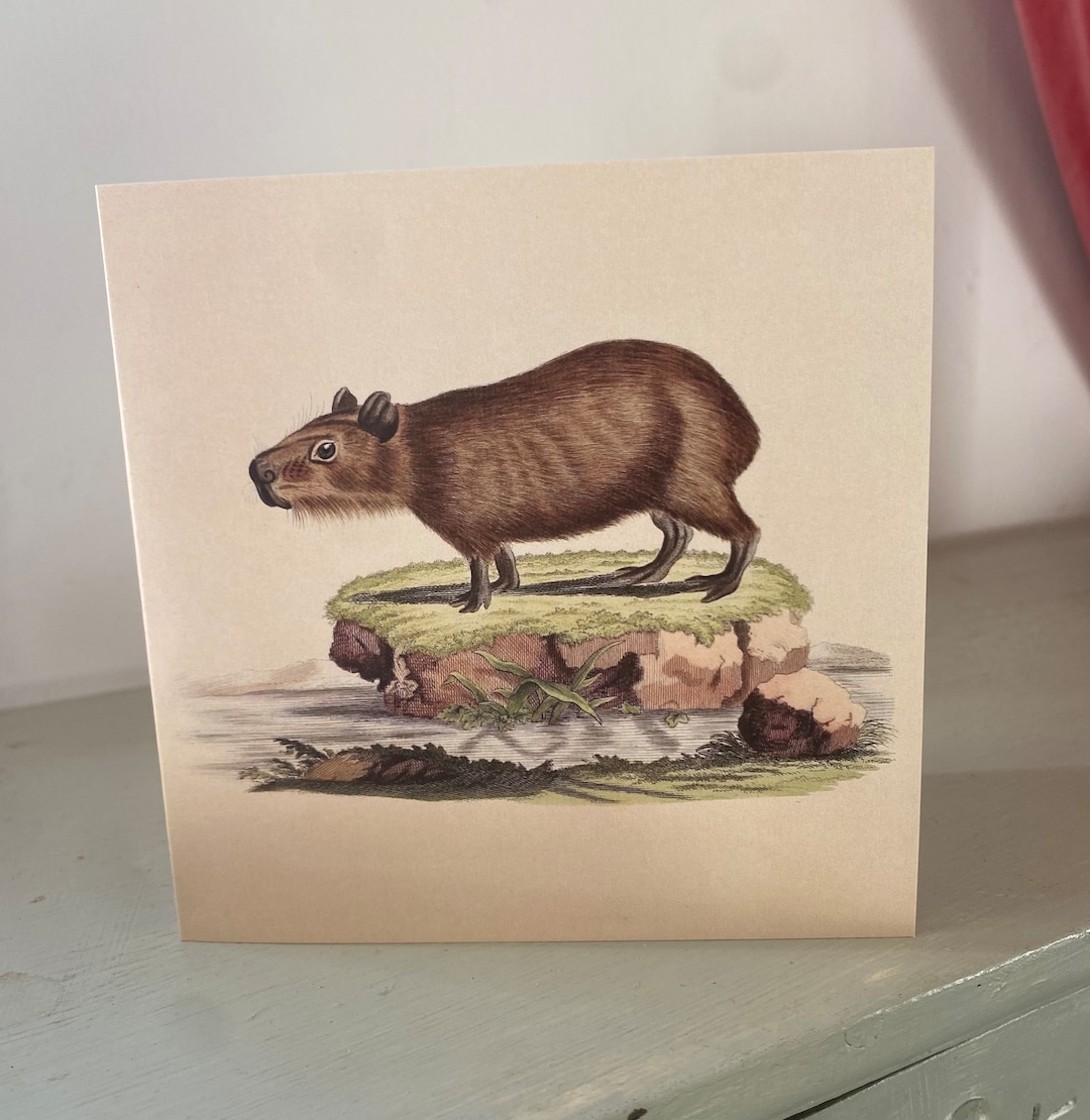 Capybara Greeting Card - 125 X 125mm Square Card - Antique Reproduction ...