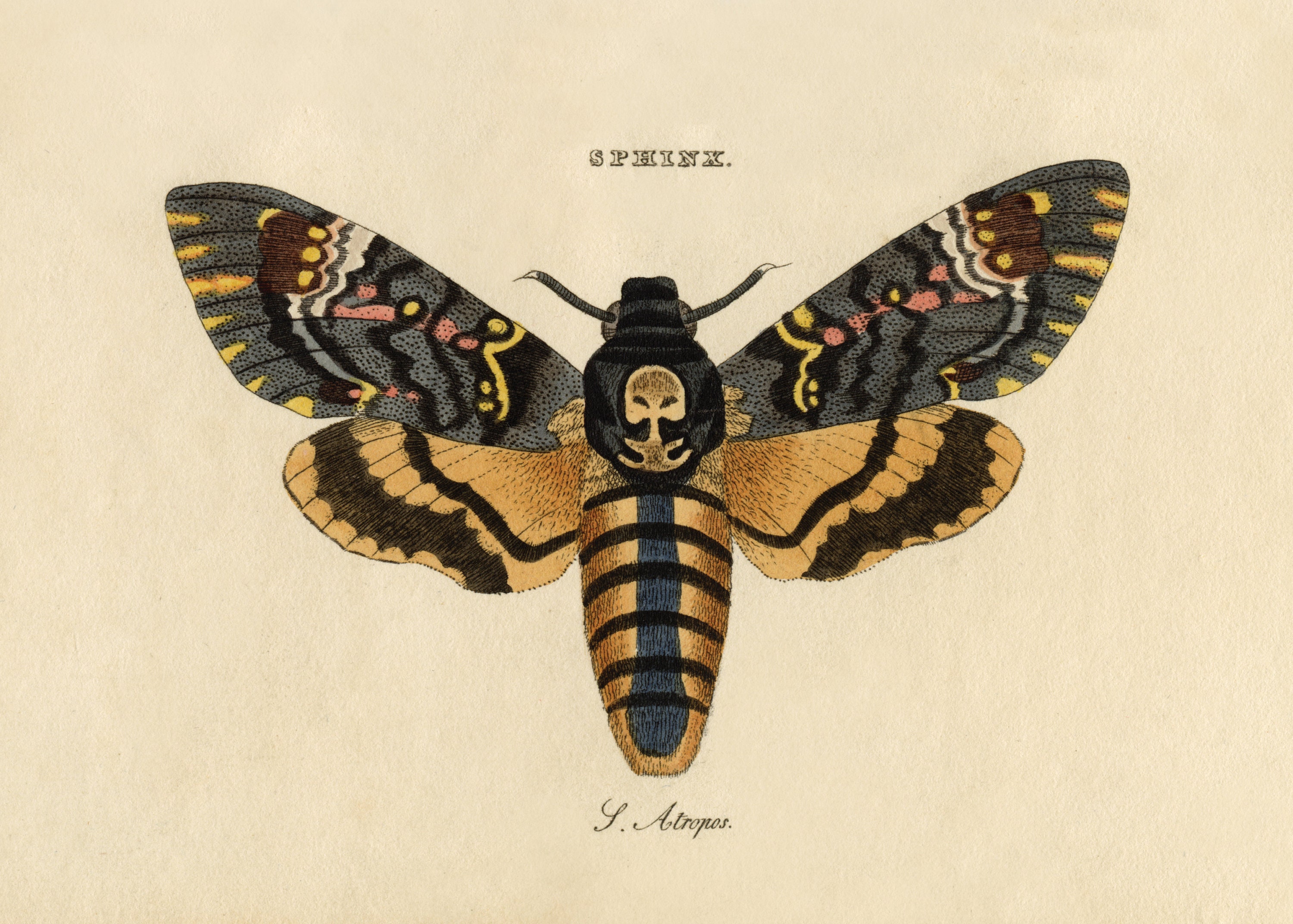 Death's Head Hawkmoth Print - Antique Art Reproduction - Wall Decor ...