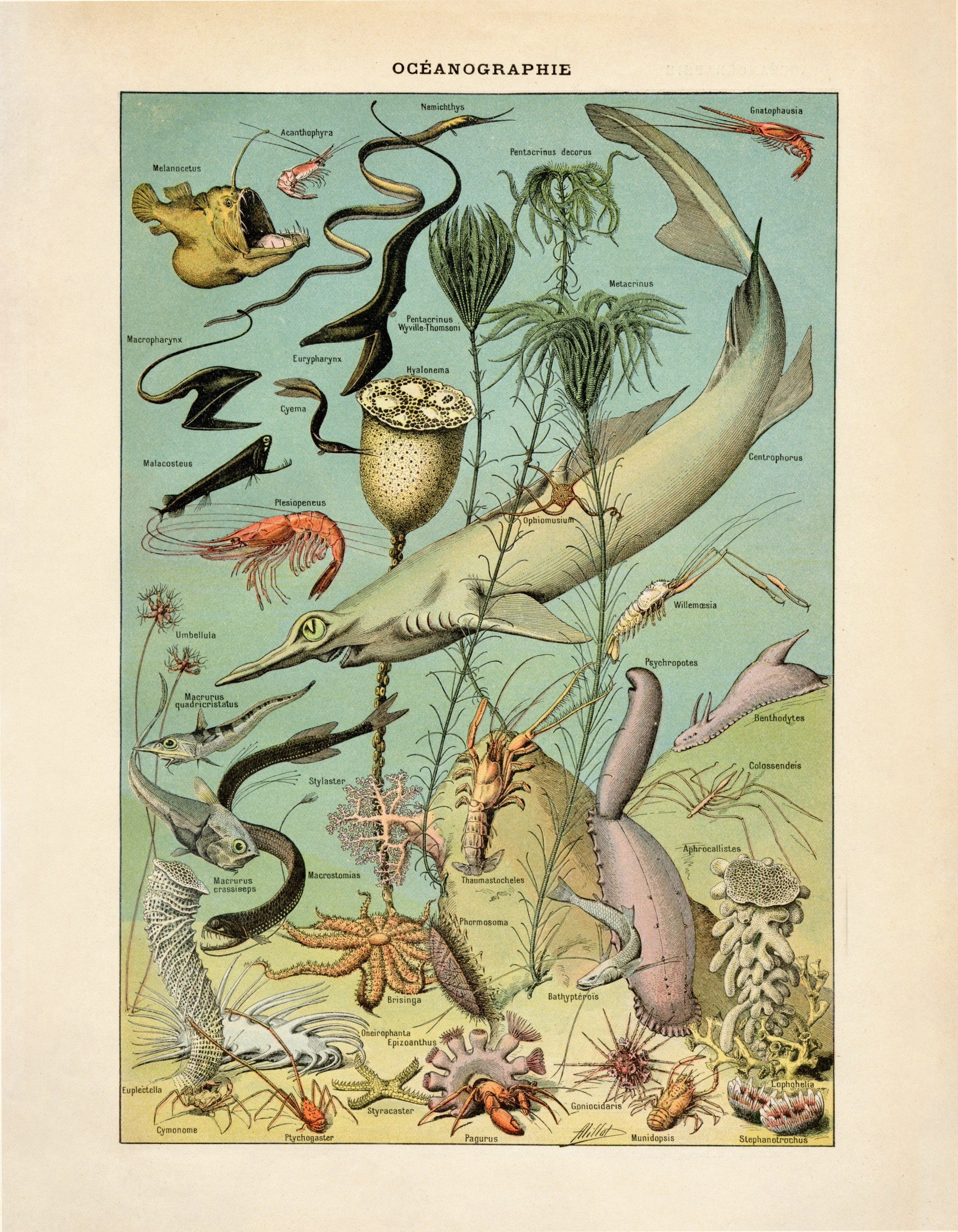 Oceanography Poster Antique Reproduction Larousse Shark - Etsy