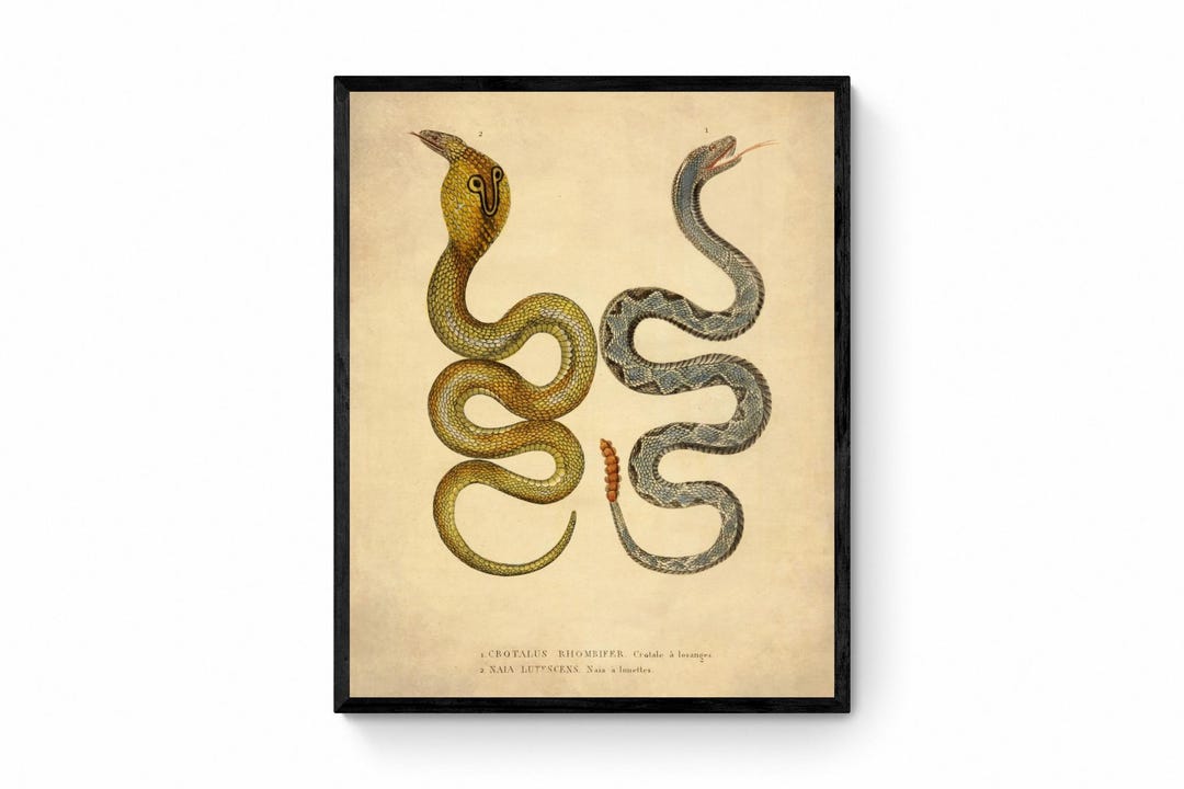Eastern Diamondbank Rattlesnake and Naia Lutescens Cobra - Dated 1853 ...
