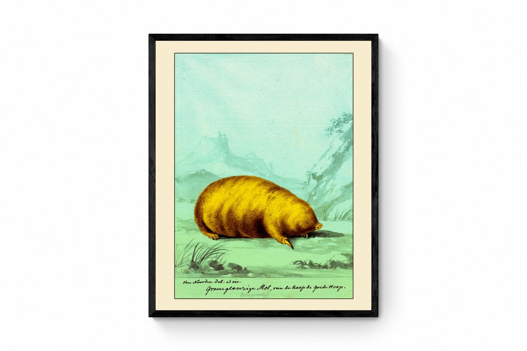Cape Golden Mole (chrysochloris Asiatica) Antique Print - Dated C.1631 ...