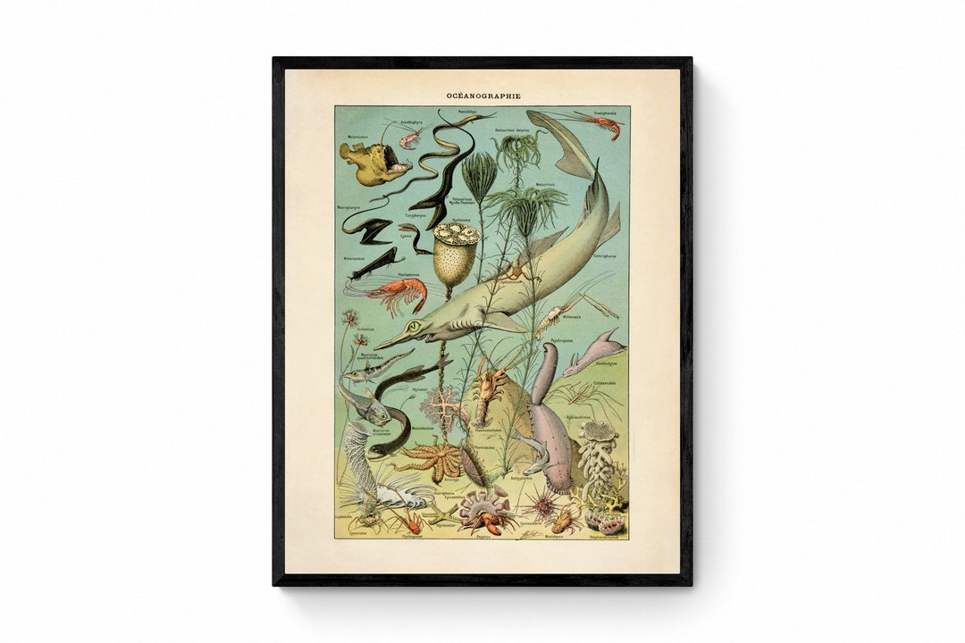 Oceanography Poster - Antique Reproduction - Larousse - Shark - Crab ...