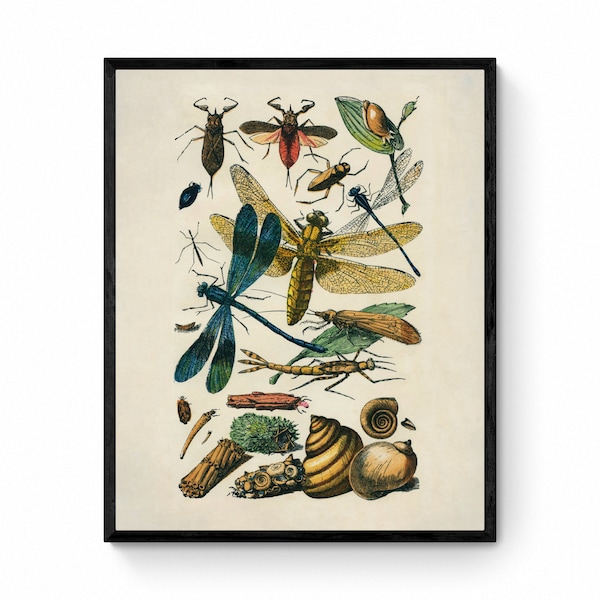 Entomology Print - Etsy