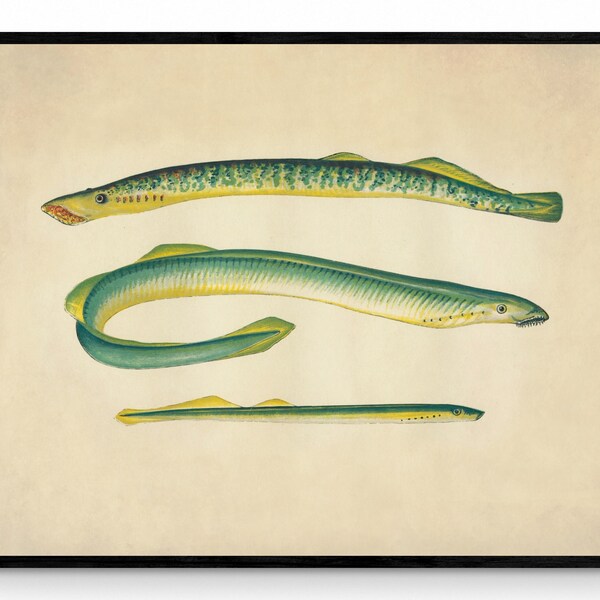 Sea Lamprey - Etsy