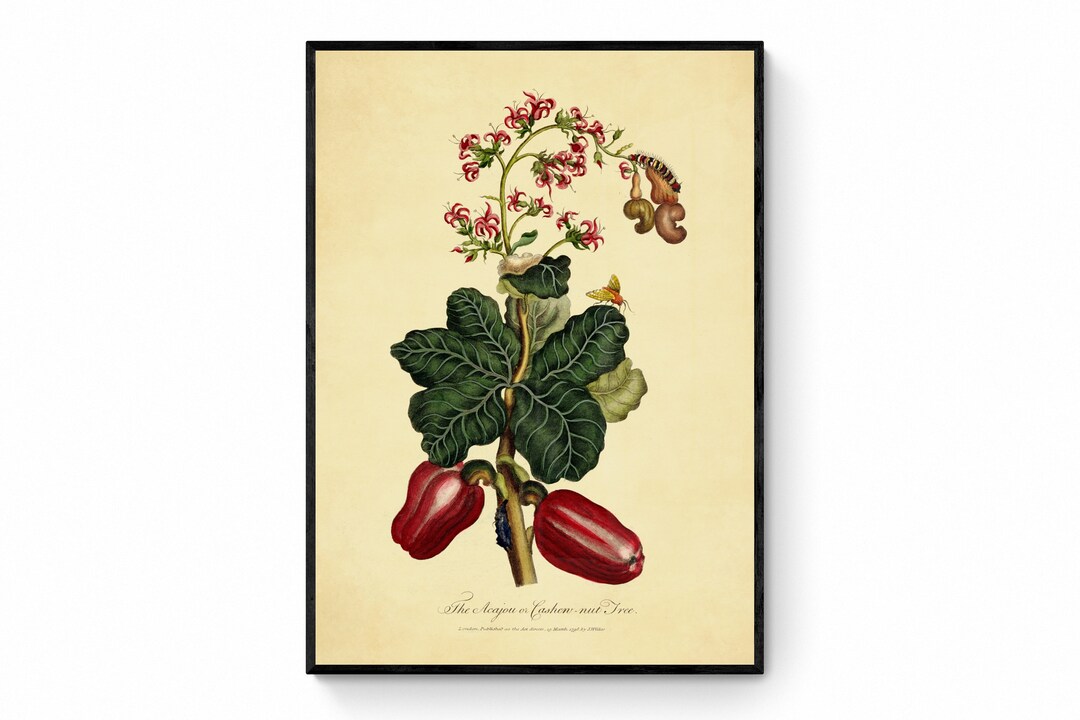 The Acajou or Cashew Nut Tree Print - Antique Reproduction - Botanical ...