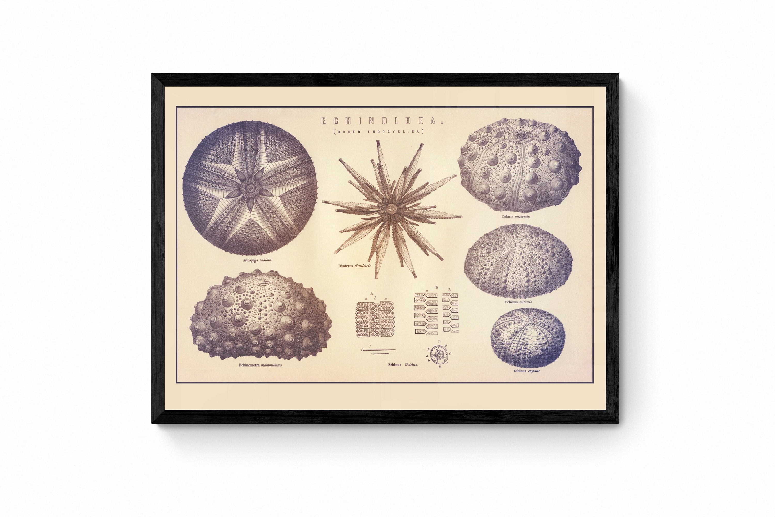 Sea Urchins Print Antique Reproduction Echinoidea Ocean - Etsy