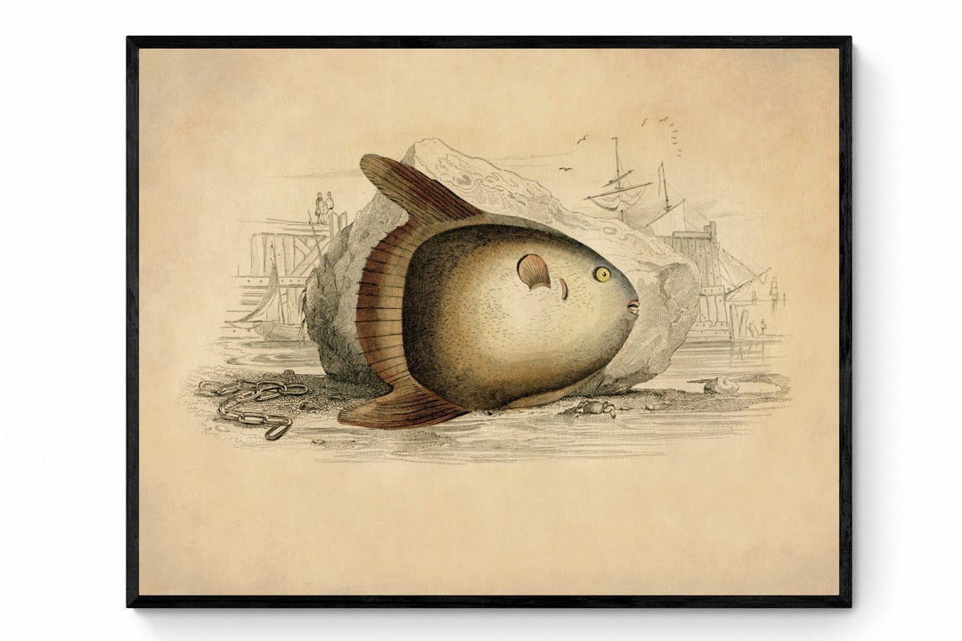 Short Sunfish Print - Antique Reproduction - Fish Wall Art - Ocean Wall ...