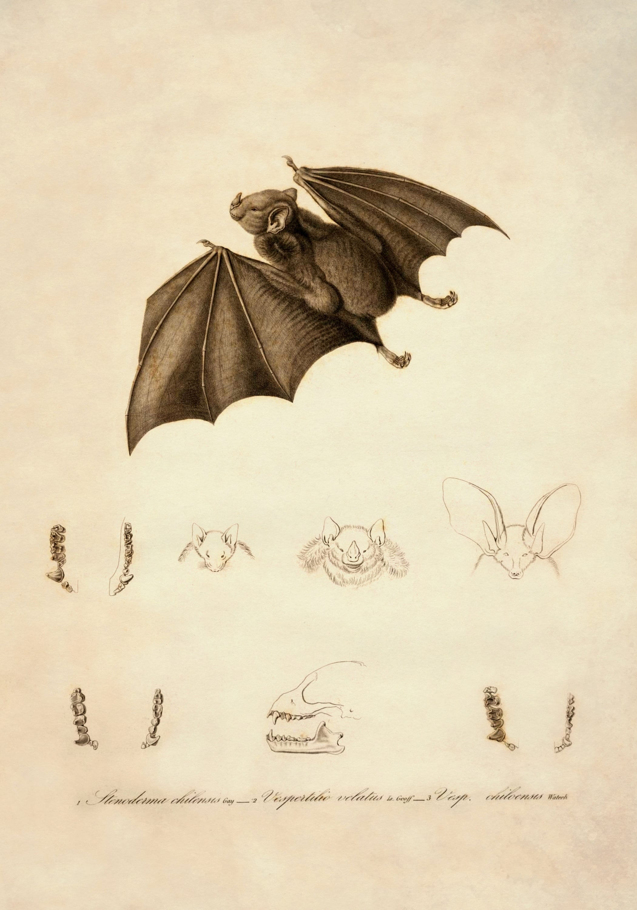 Red Fruit Bat Stenoderma Chilensis Print Antique - Etsy