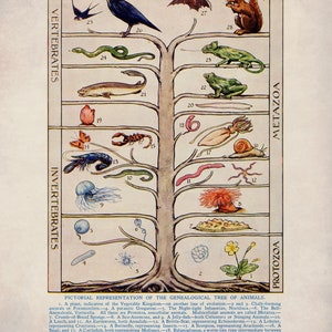 Genealogical Tree of Animals Print - Antique Reproduction - Zoology ...