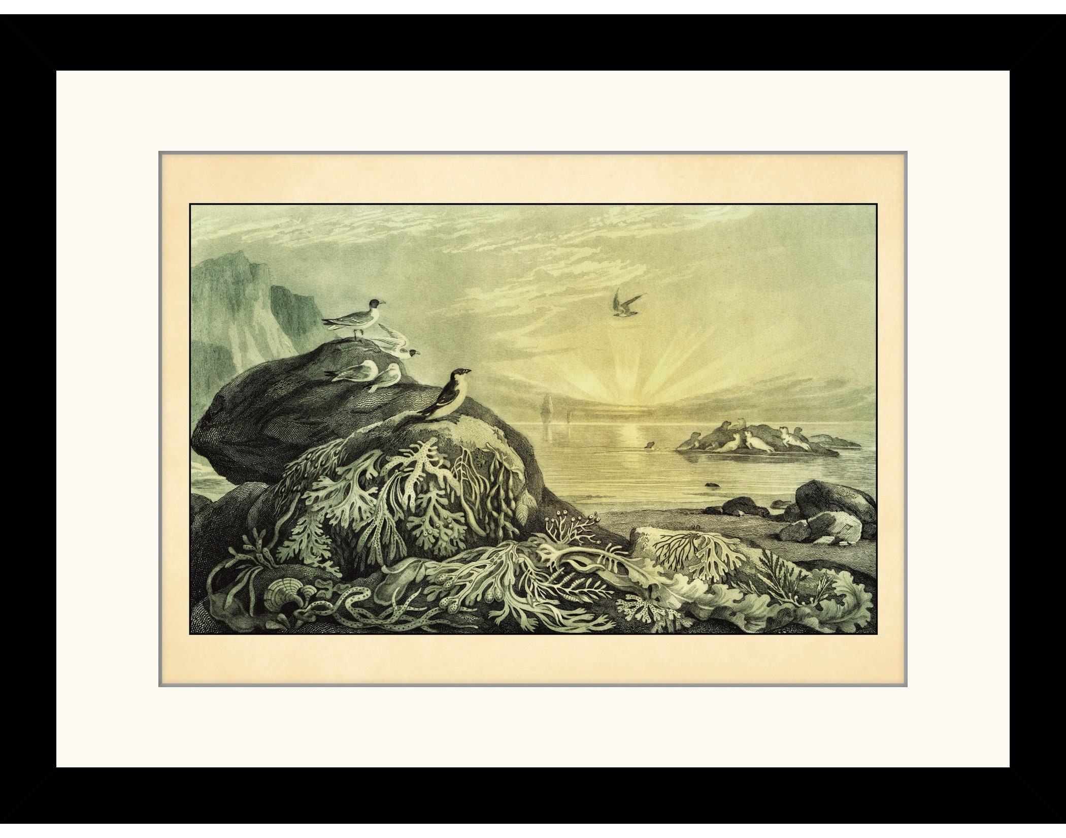 Seaweed - Marine Algae - Fucaceae Print - Antique Reproduction ...