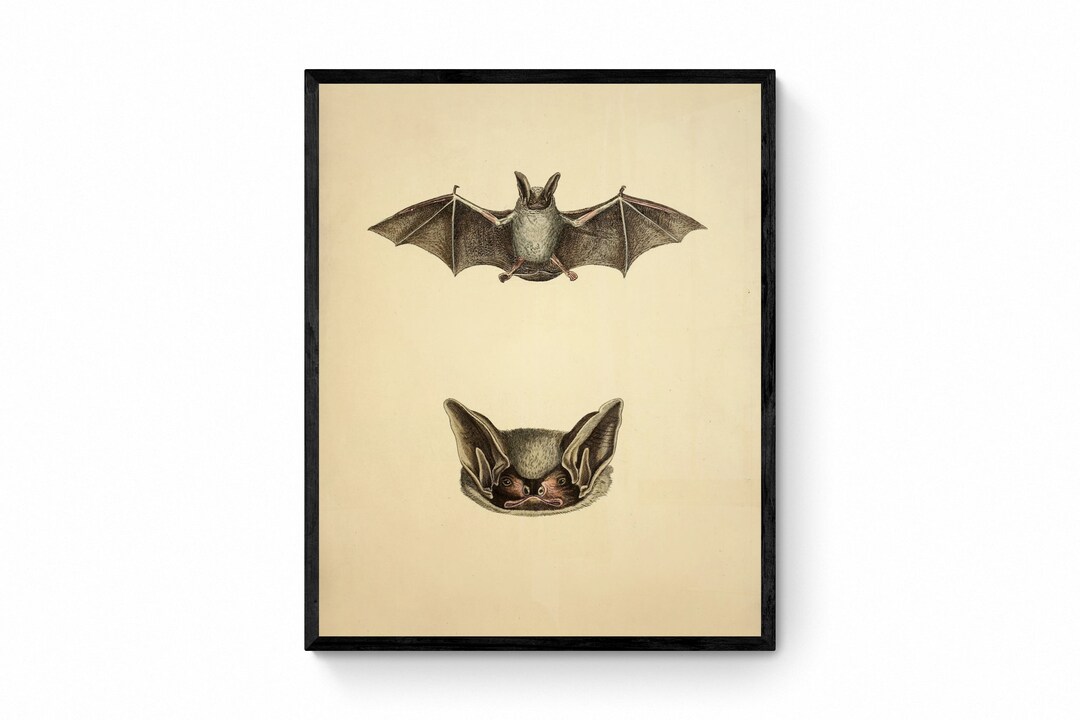 Bat Print - Parti-coloured Bat? (vespertilio Murinus Linn) - Antique ...