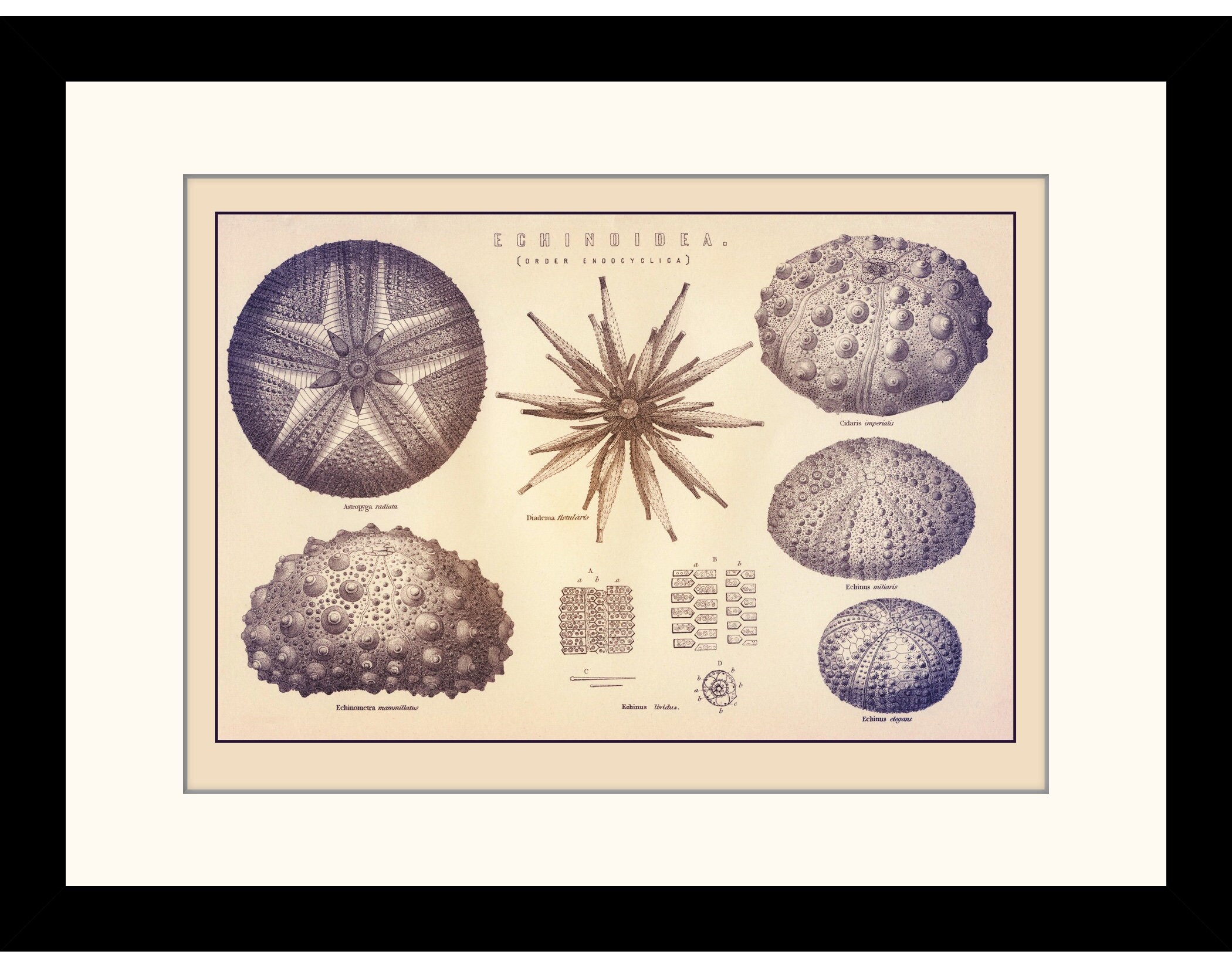 Sea Urchins Print Antique Reproduction Echinoidea Ocean - Etsy