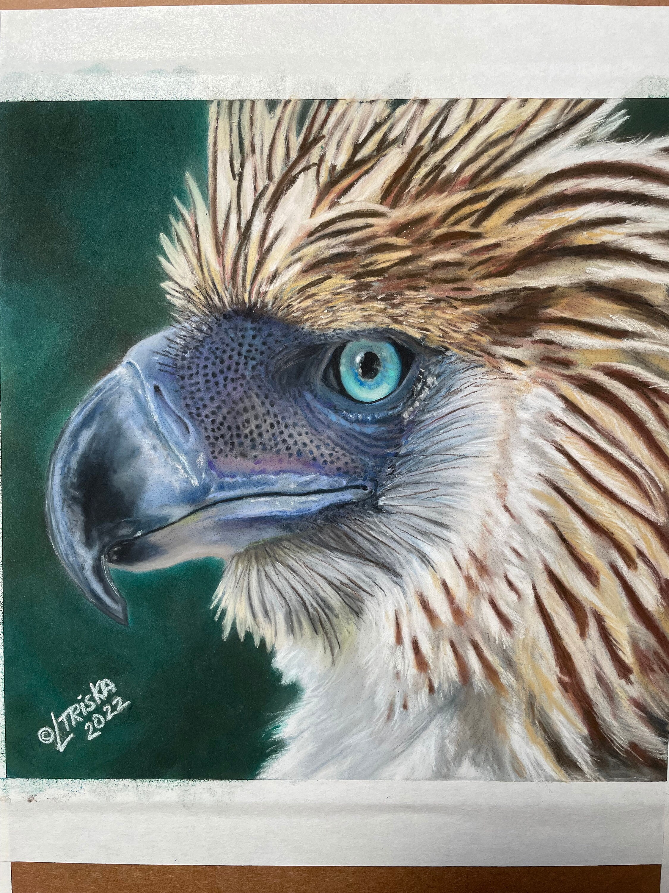 Philippine Eagle Drawing