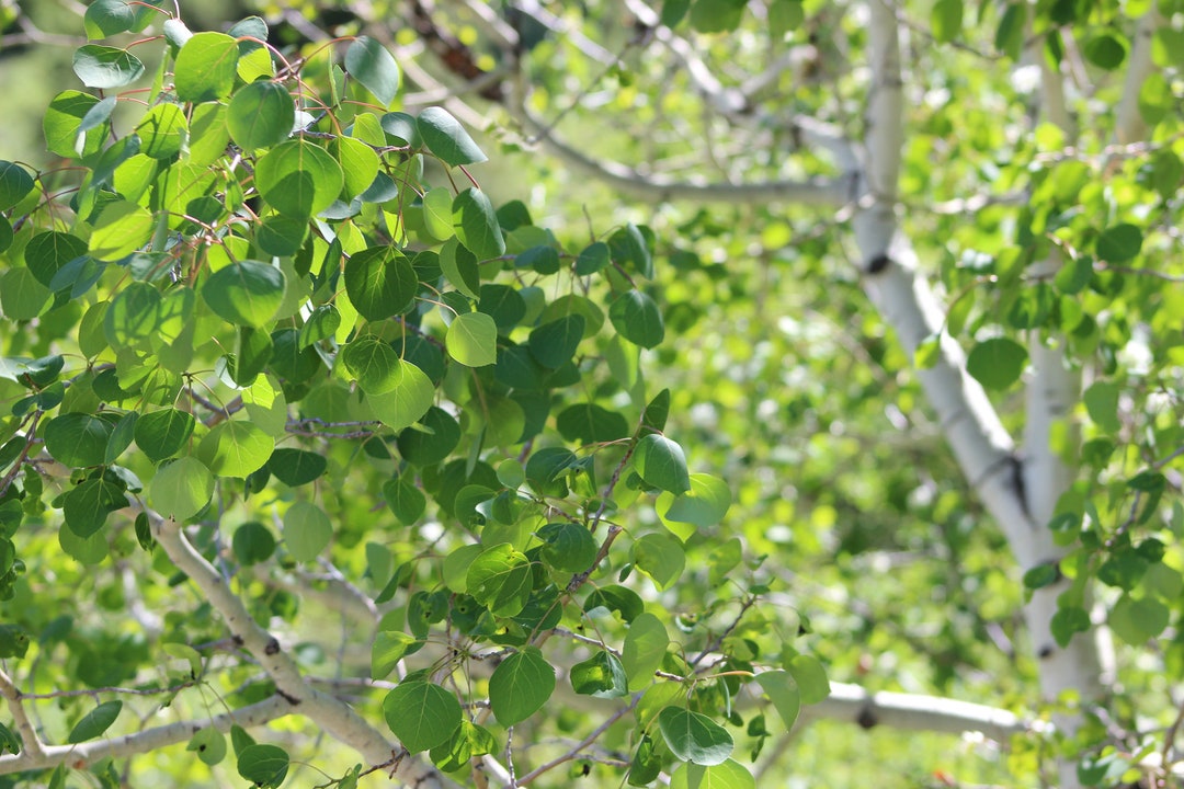 Colorado Aspen - Photo Print - Leaves - Branches - Nature - Home Decor ...