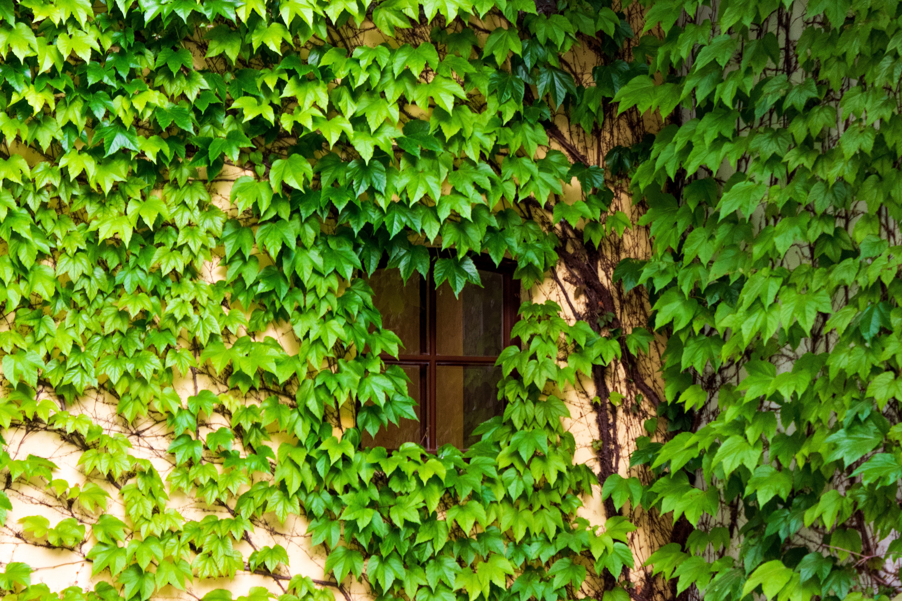 English Ivy Wall