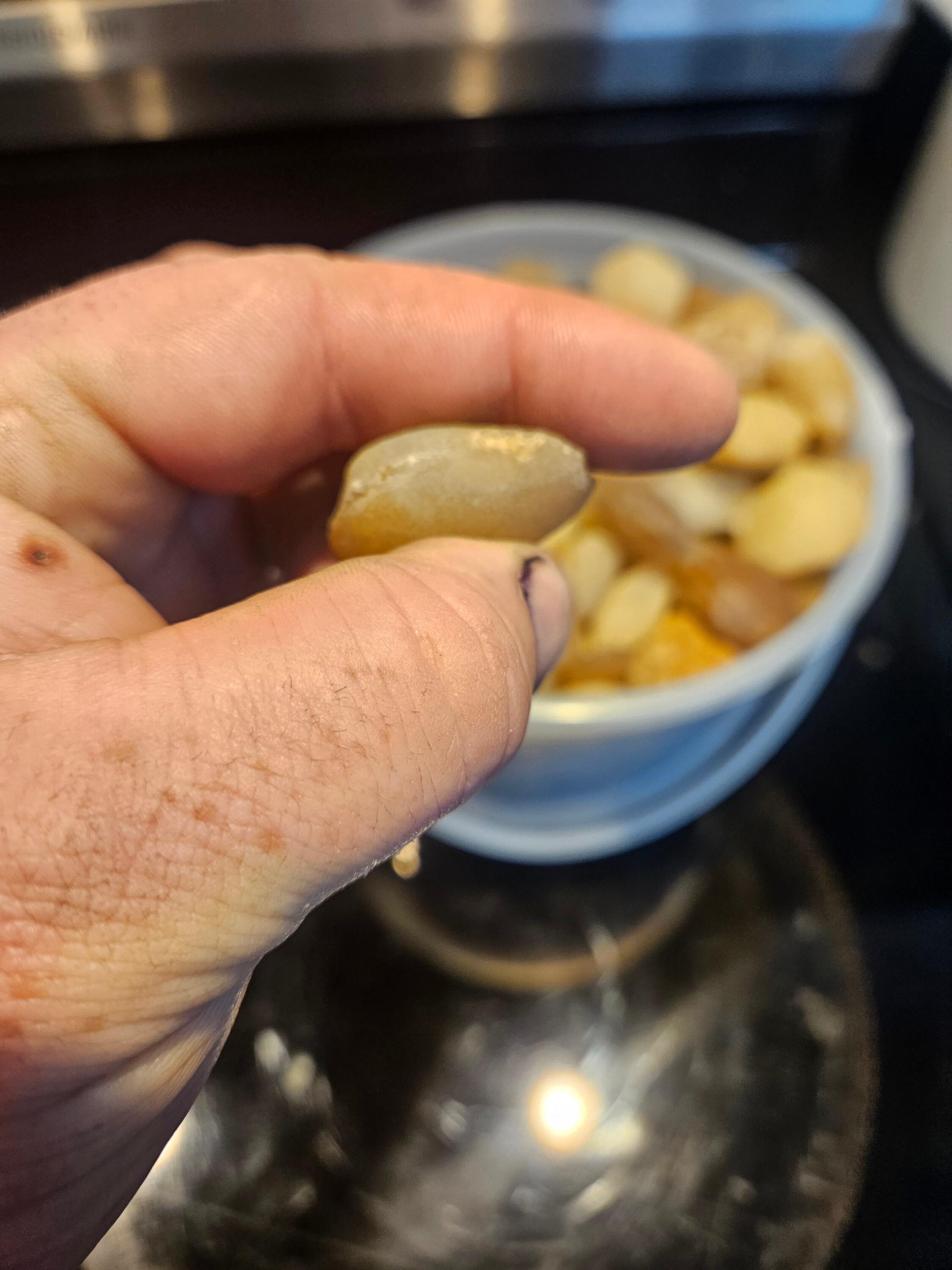 Agatized Clams From Washington State 10 Clams - Etsy