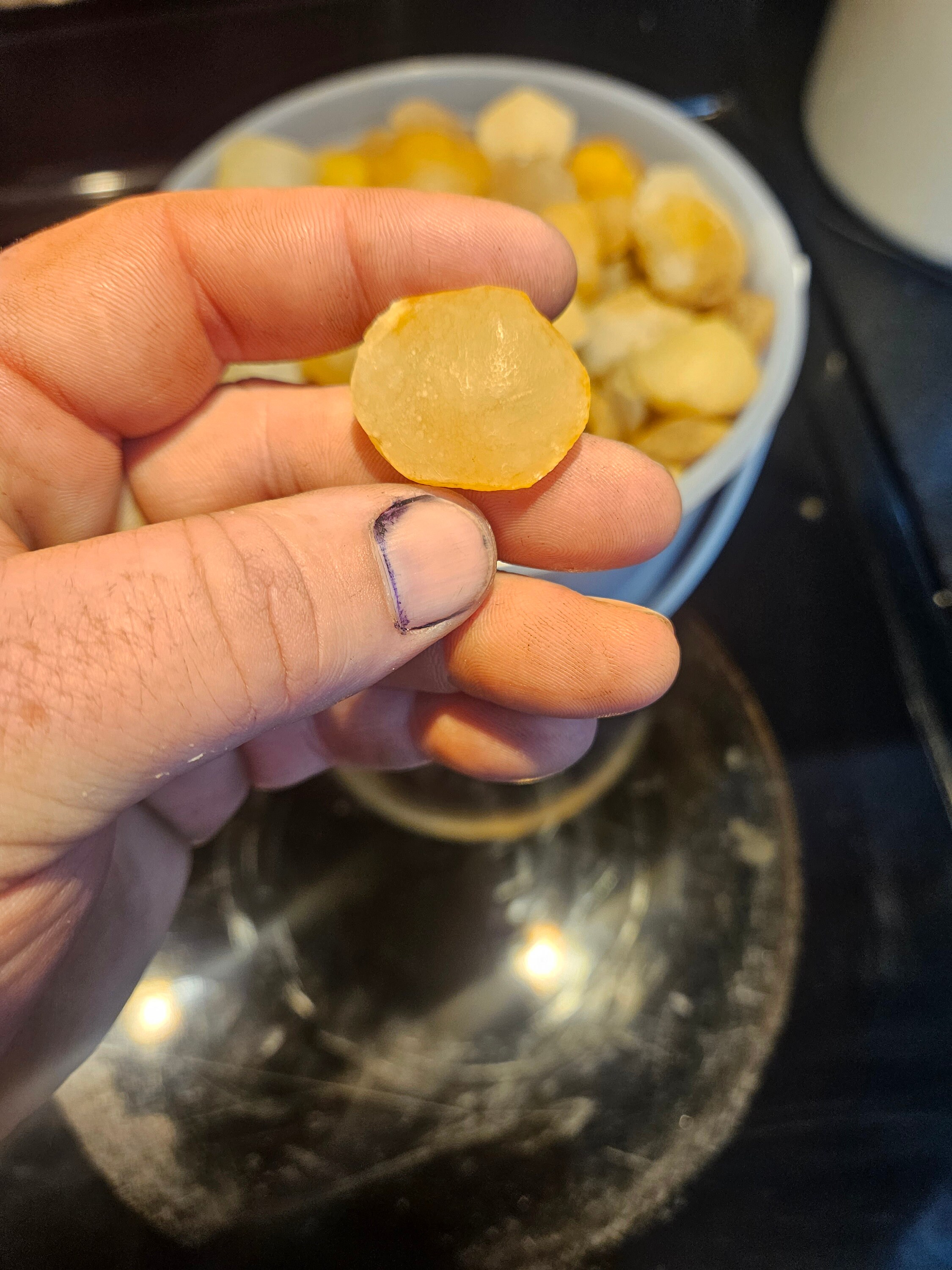 Agatized Clams From Washington State 10 Clams - Etsy