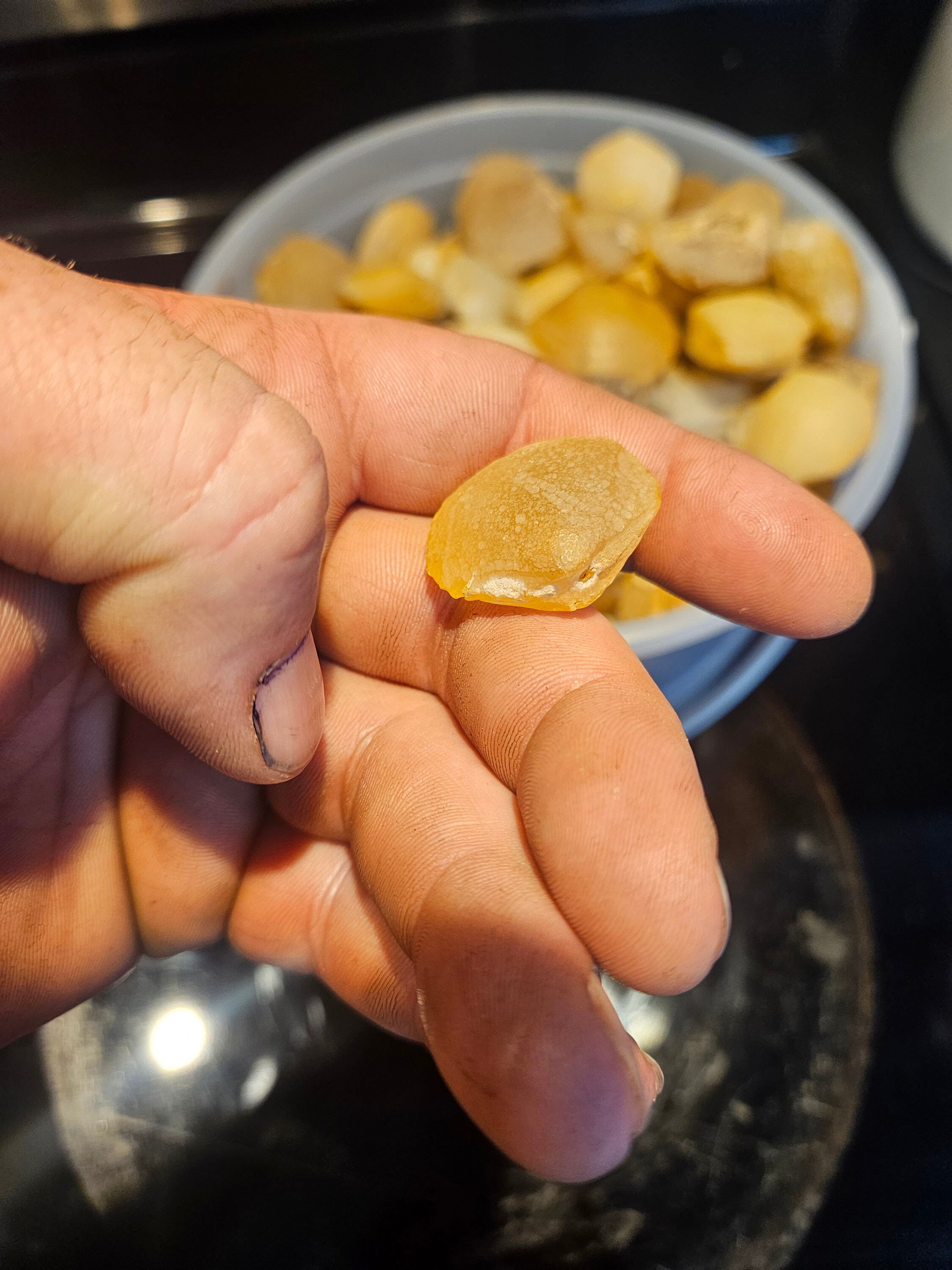 Agatized Clams From Washington State 10 Clams - Etsy