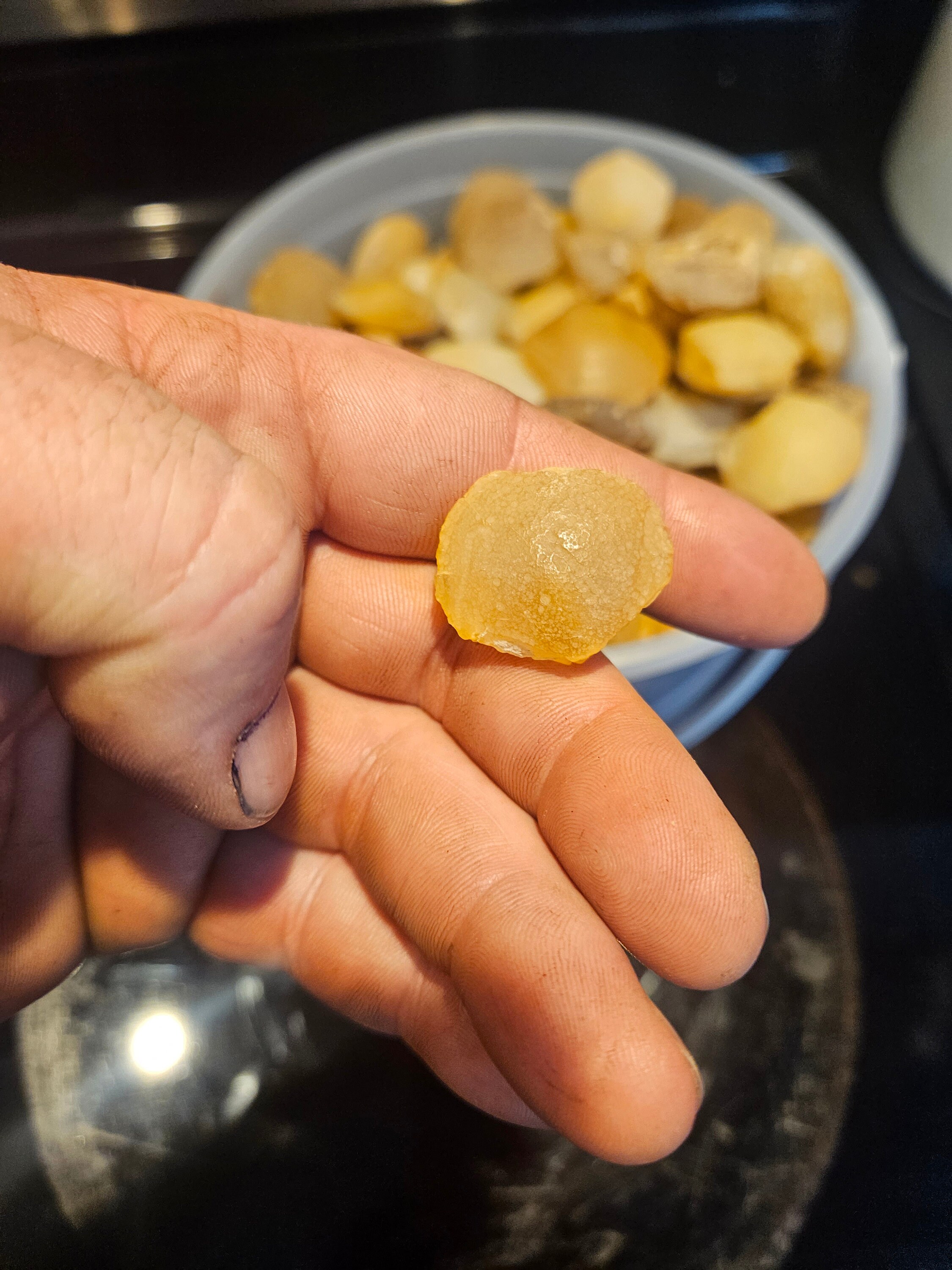 Agatized Clams From Washington State 10 Clams - Etsy