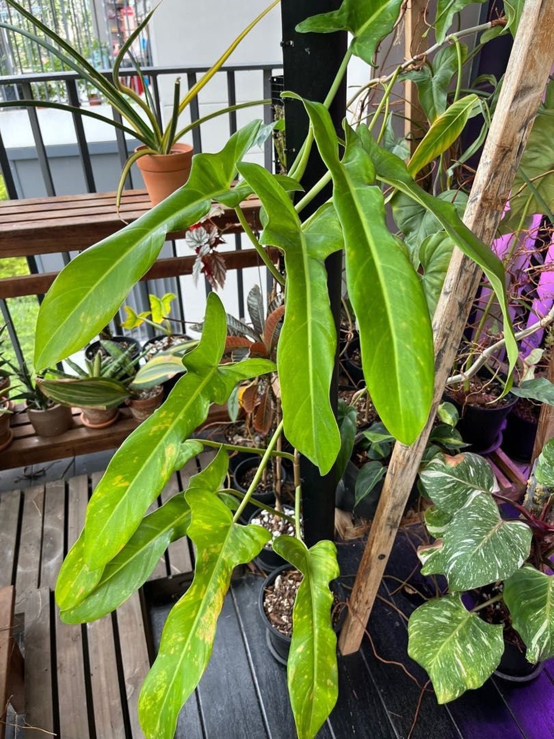 Philodendron Jerry Horne Cuttings, Hybrid of the Bipennefolium and ...