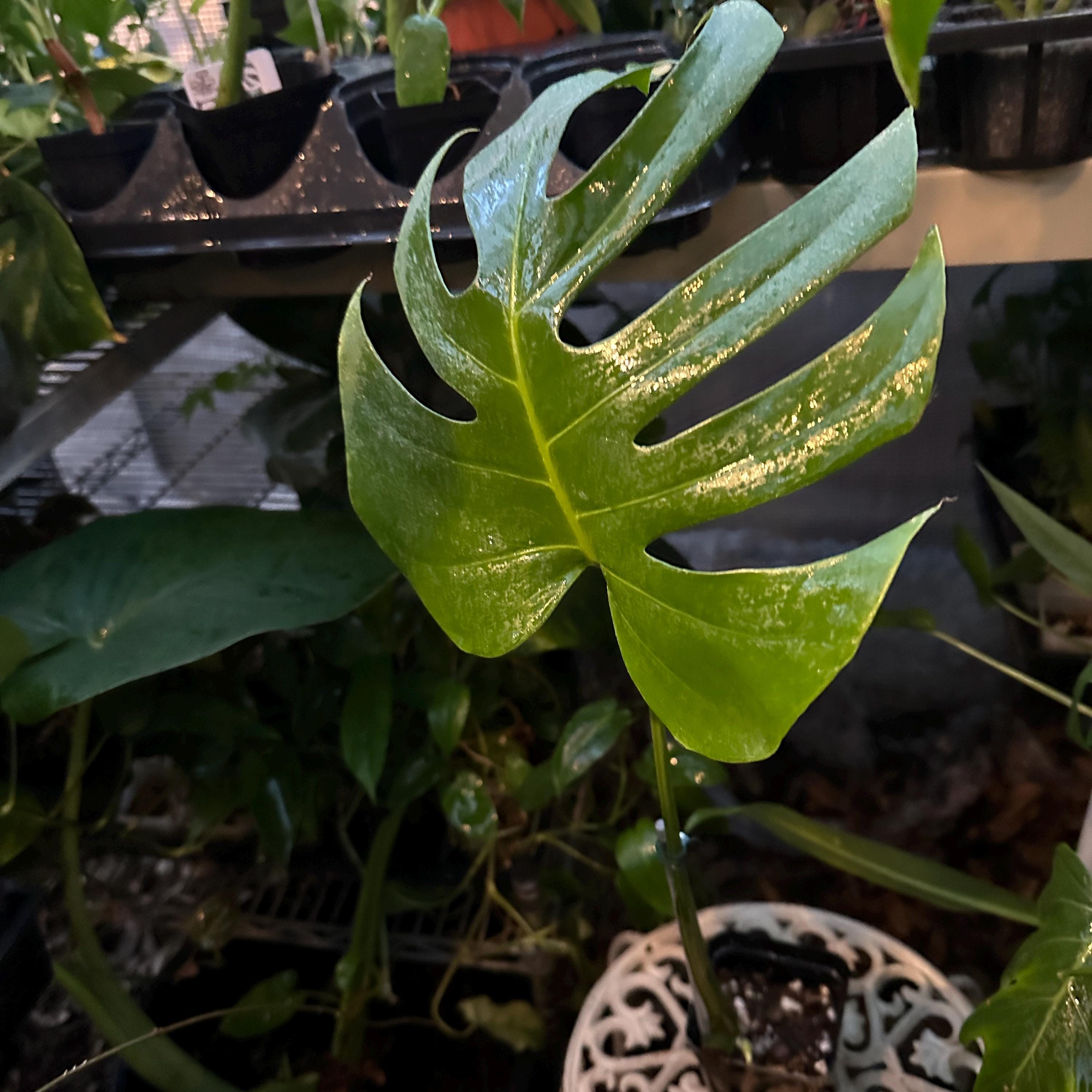 Monstera Sierrana Brazilian Common Form. US Seller. Fast Shipping. RARE ...