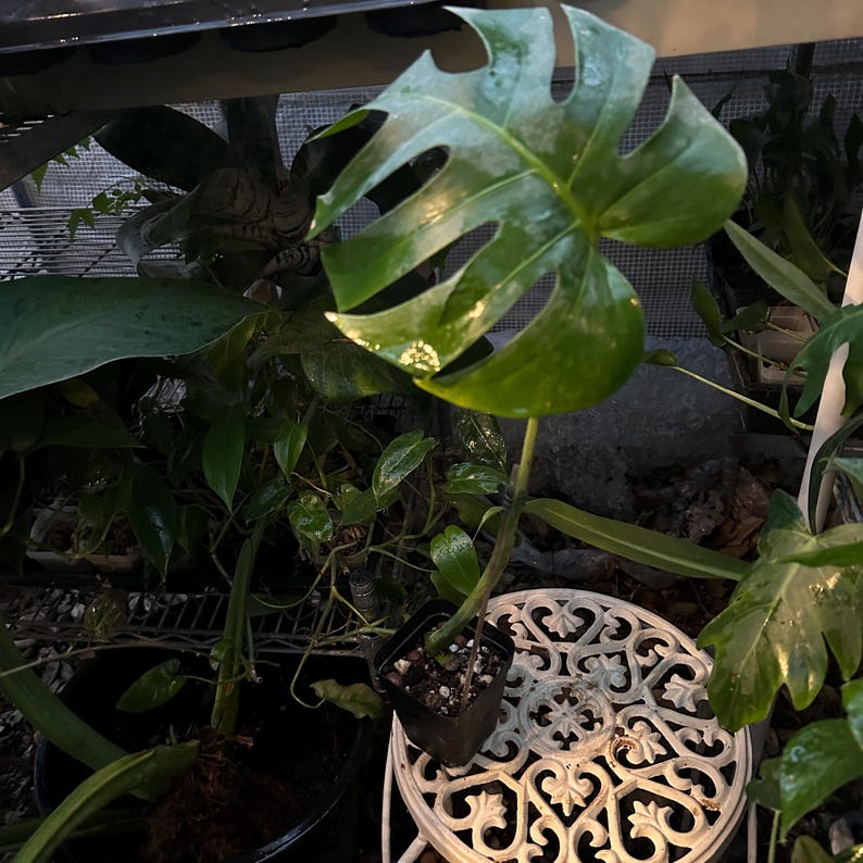 Monstera Sierrana Brazilian Common Form. US Seller. Fast Shipping. RARE ...