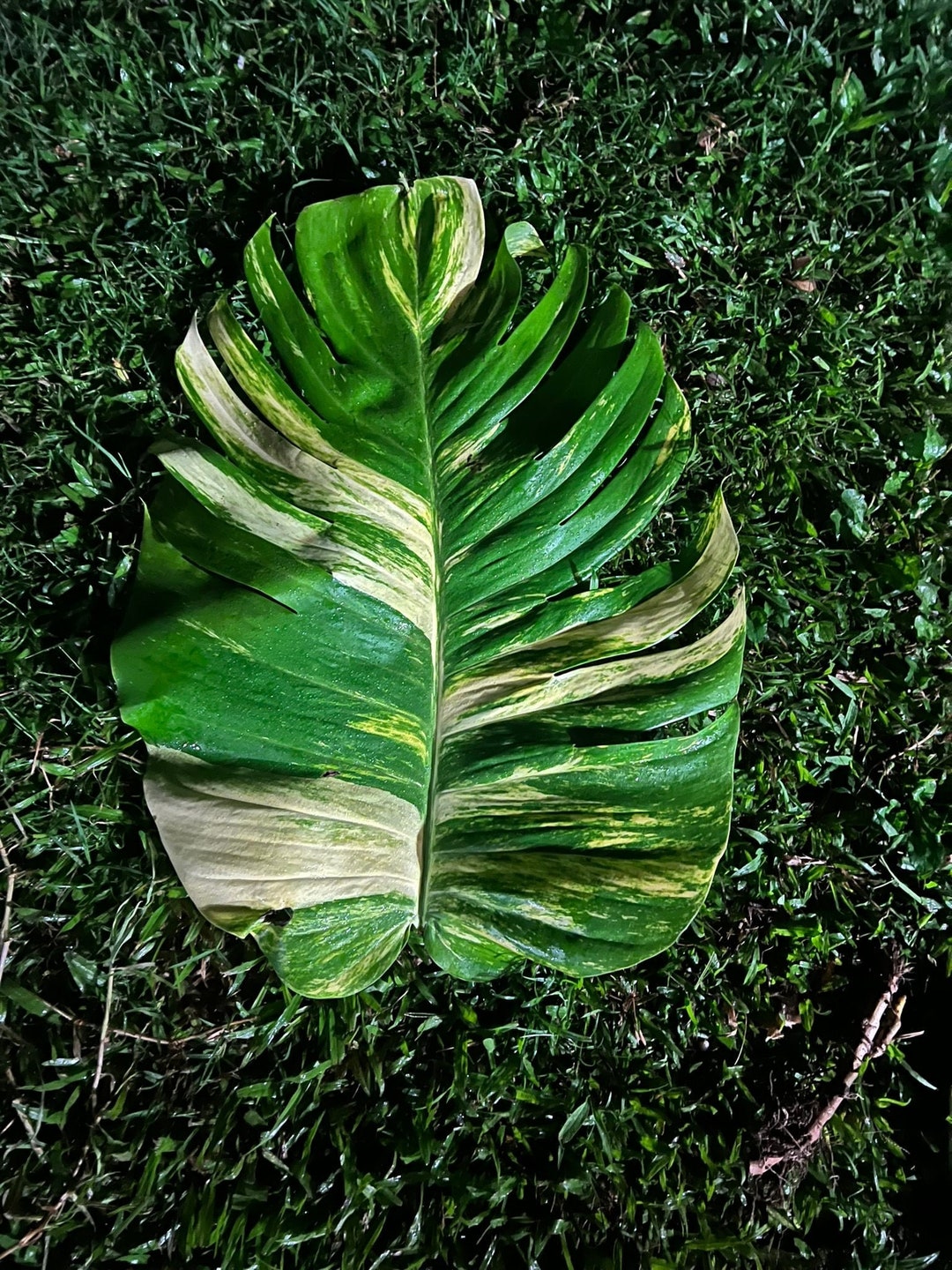 Hawaiian Golden Pothos. Fenestrated Climbing Vine Live Plant, Huge ...