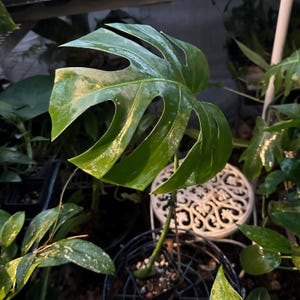 Monstera Sierrana Brazilian Common Form. US Seller. Fast Shipping. RARE ...