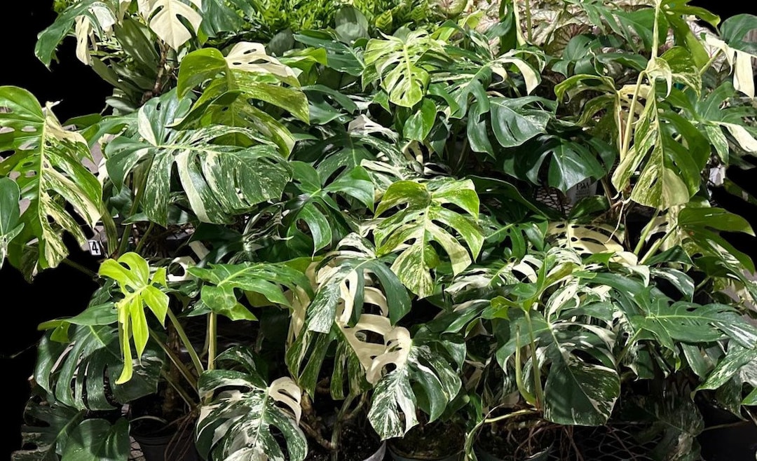 Monstera Albo Variegated. Mid Cuts, Top Cuts. Free Shipping. US Seller ...