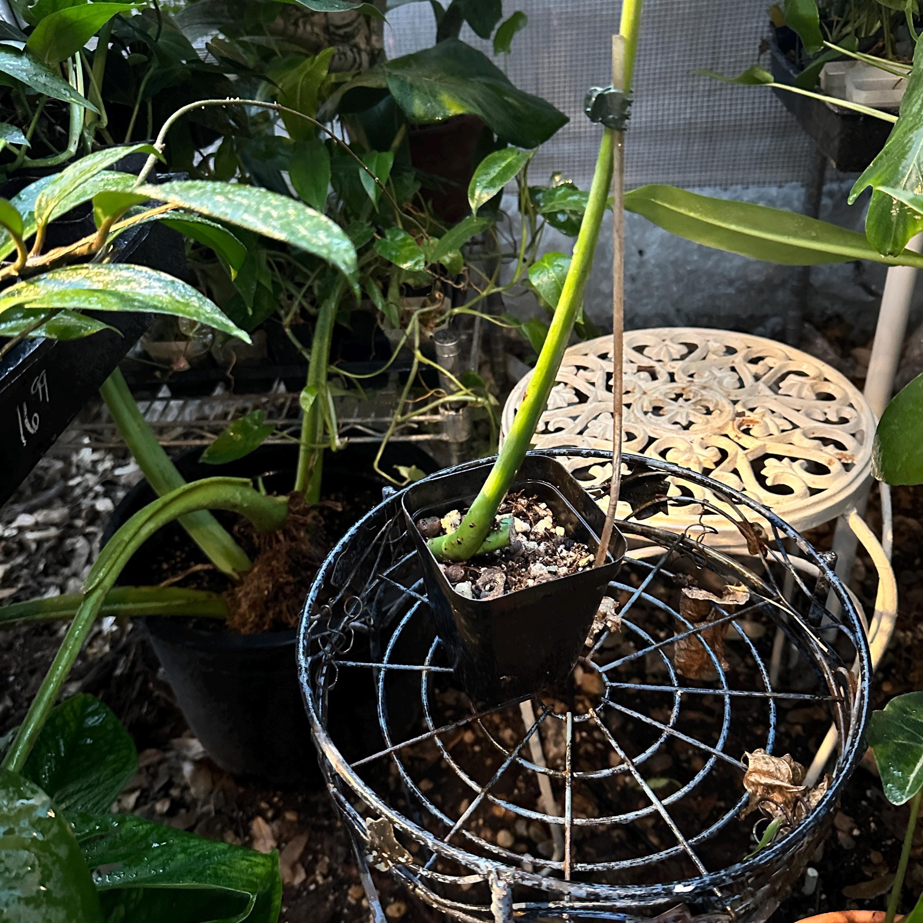 Monstera Sierrana Brazilian Common Form. US Seller. Fast Shipping. RARE ...