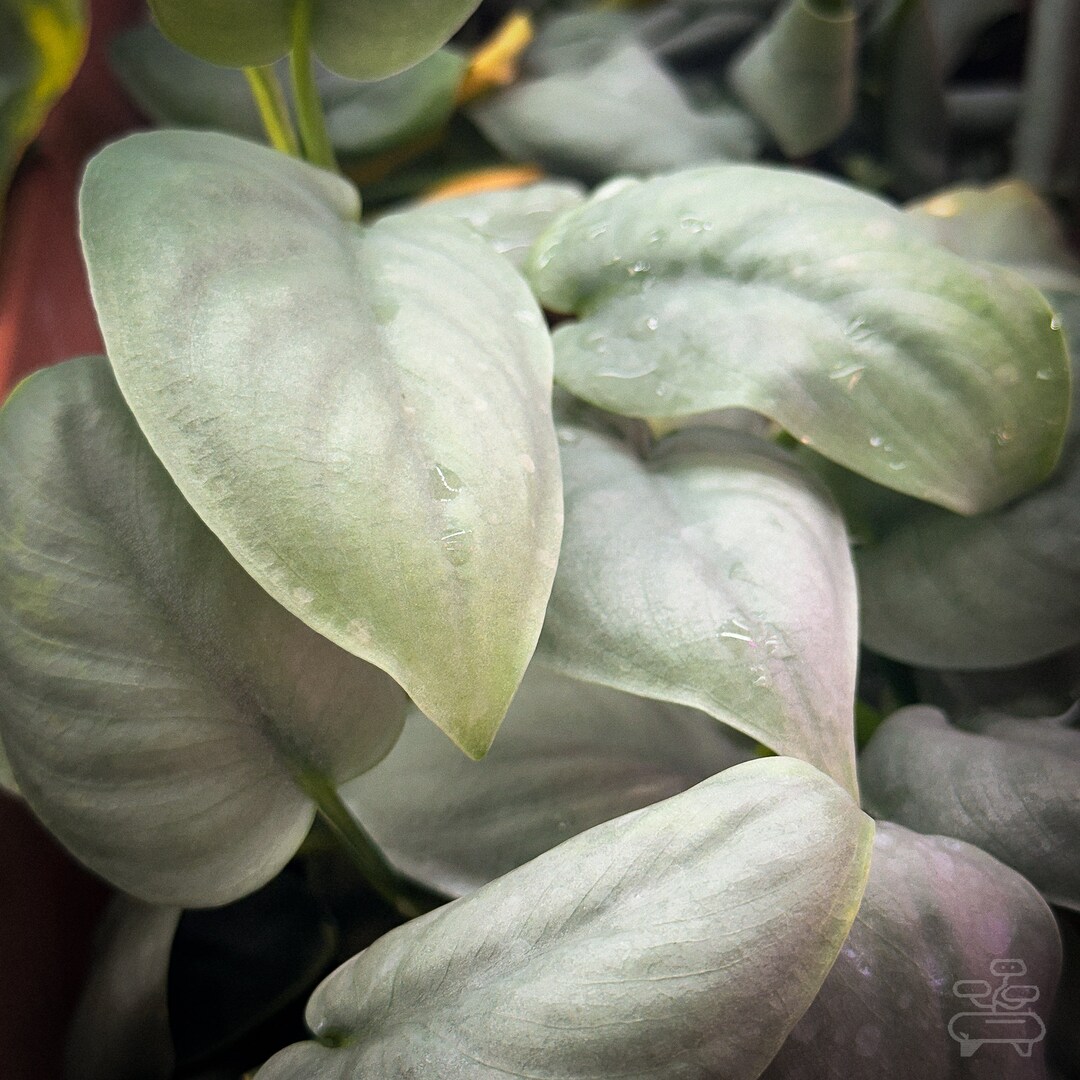 Scindapsus True Platinum. Cuttings and Rooted Options. US Seller. Fast ...