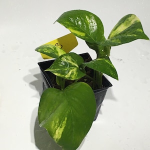 Hawaiian Golden Pothos. Fenestrated Climbing Vine Live Plant, Huge ...