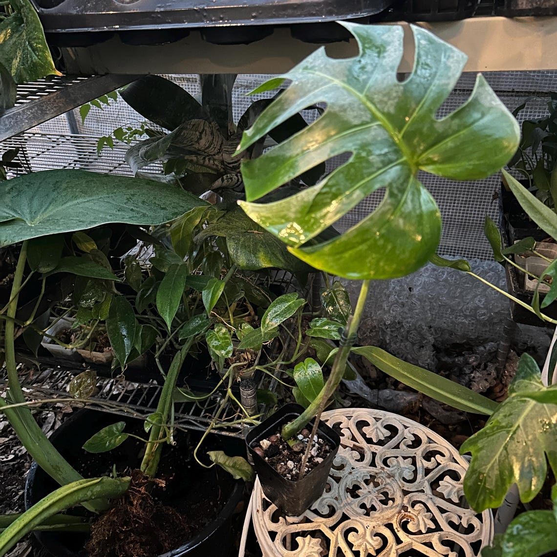 Monstera Sierrana Brazilian Common Form. US Seller. Fast Shipping. RARE ...