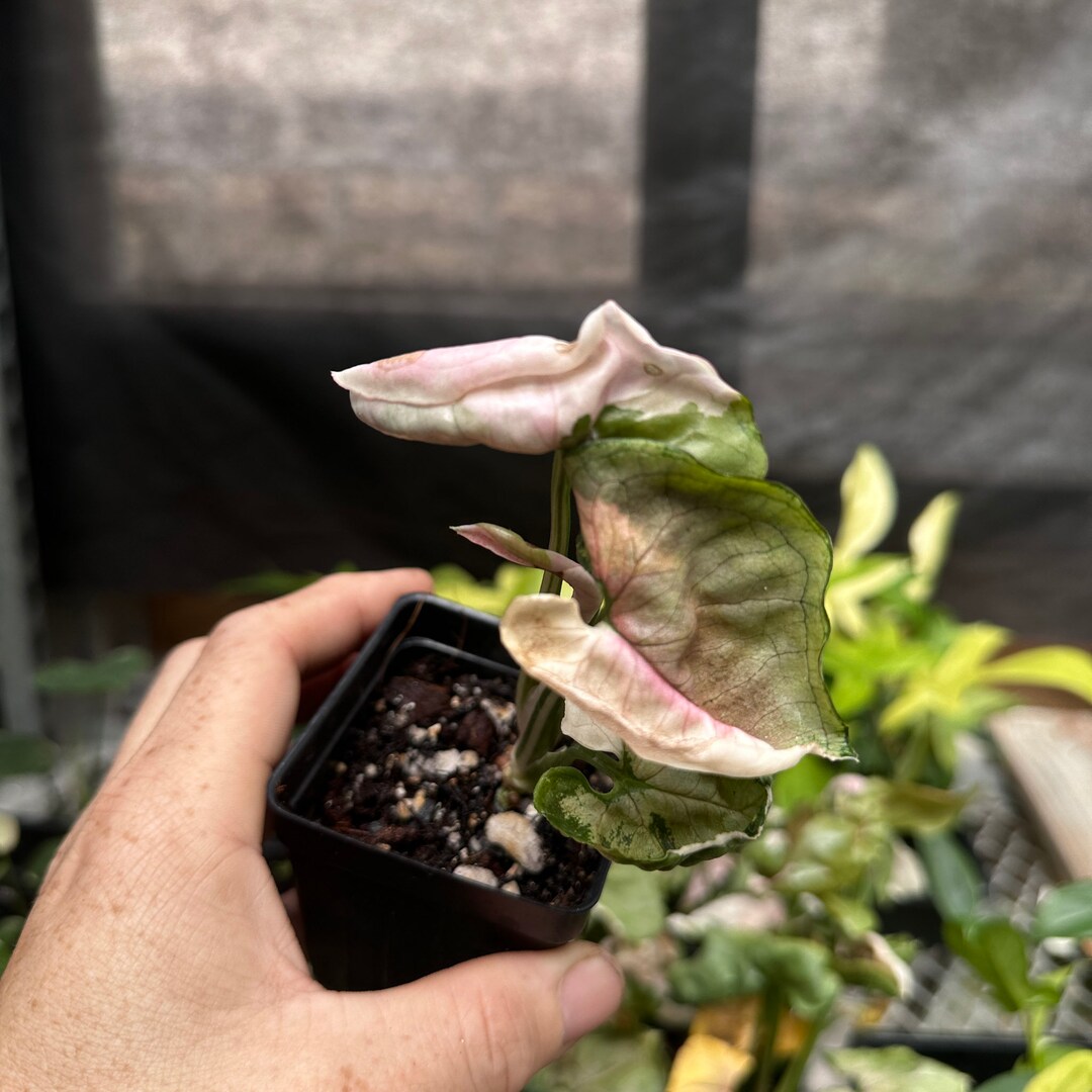 Strawberry Ice Japanese Syngonium Rare Syngonium US Seller - Etsy