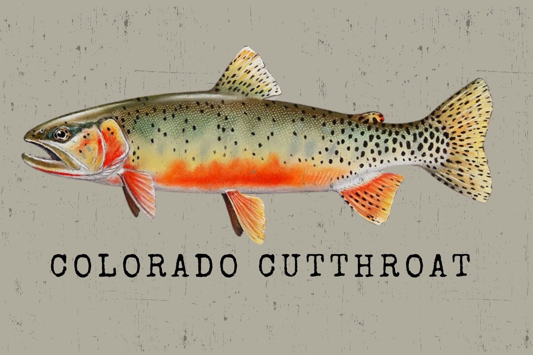 Colorado Cutthroat Sticker Download - Etsy