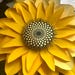 Large Handmade Paper Sunflower - Etsy